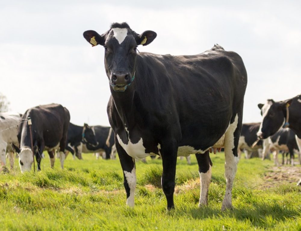 Koeien in de wei! - Boerderij Pennings